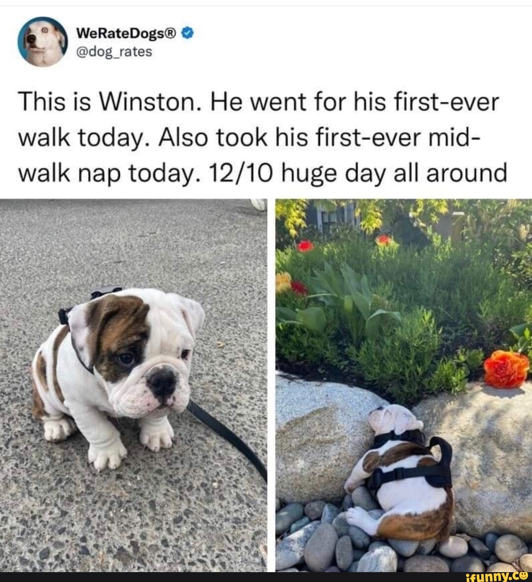 This is Winston. He went for his first-ever walk today. Also took his ...