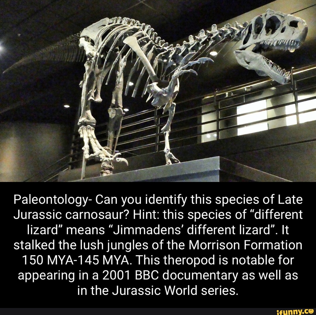 Paleontology- Can you identify this species of Late Jurassic carnosaur ...