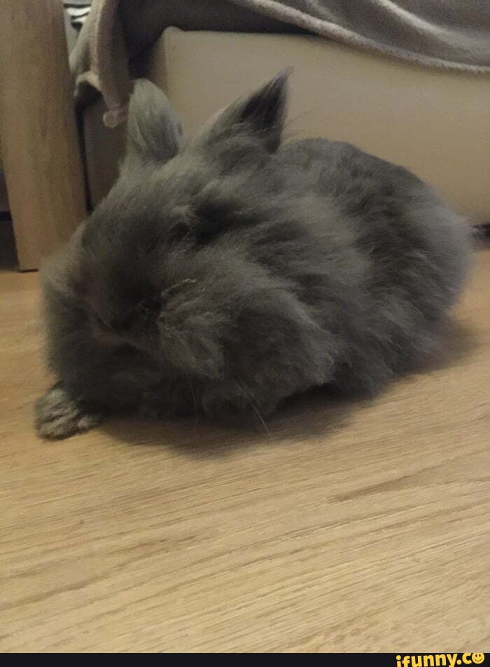 Angora_rabbit memes. Best Collection of funny Angora_rabbit pictures on ...