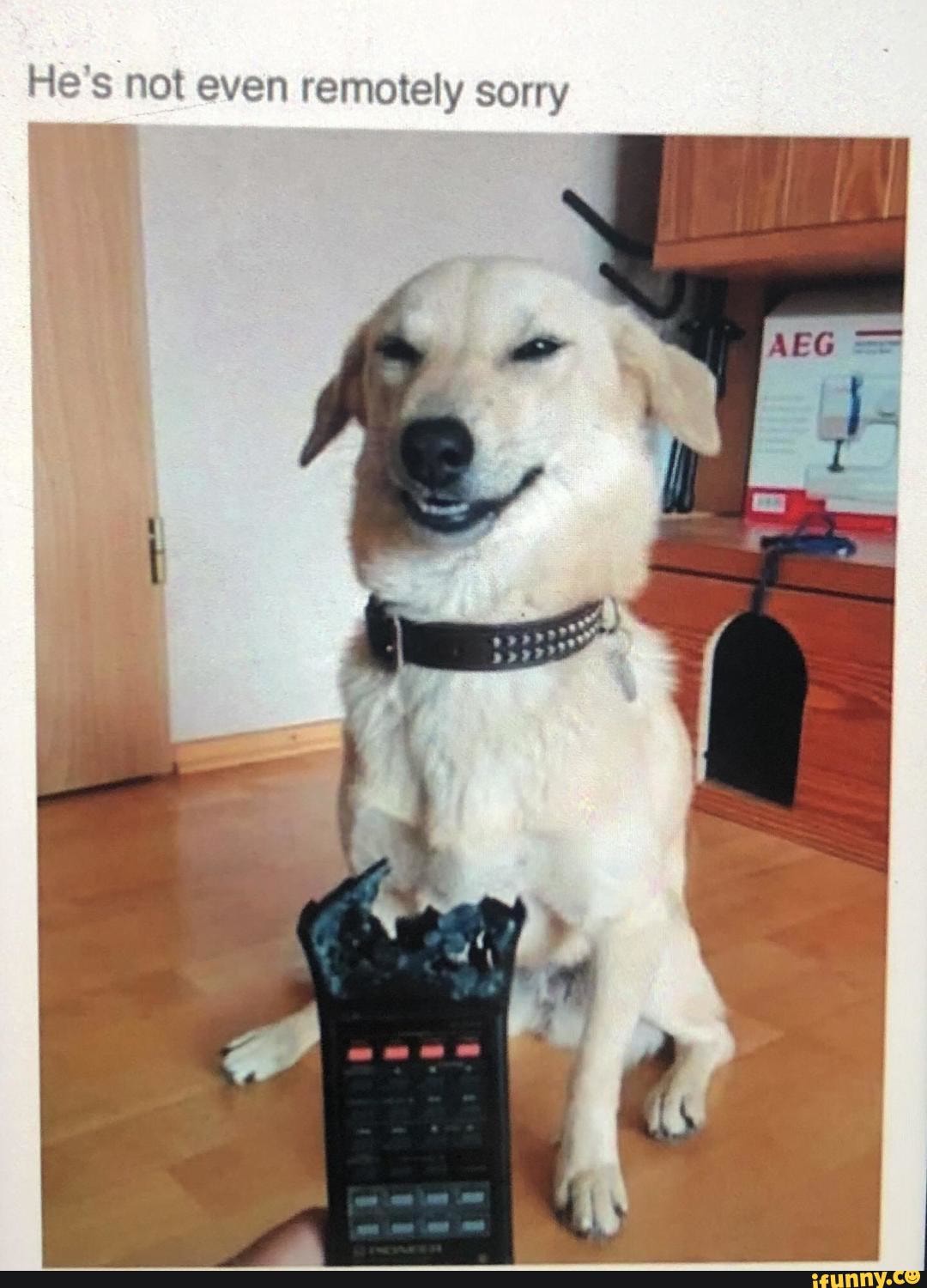 He‘s not even remotely sorry . TE - iFunny