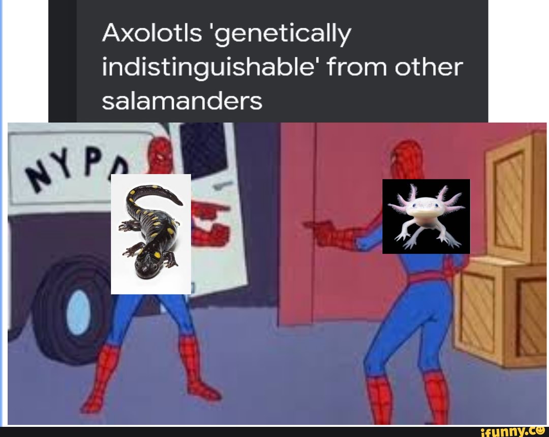 Axolotls 'genetically indistinguishable' from other salamanders - iFunny