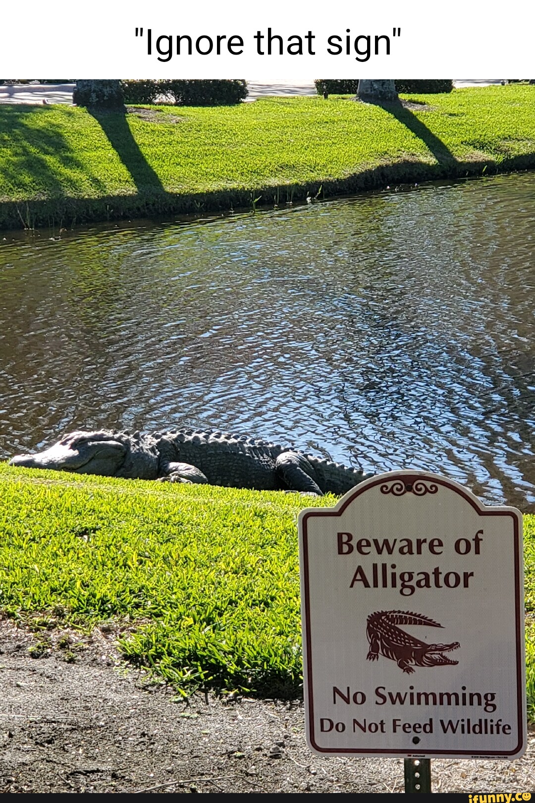 "Ignore that sign' Beware of Alligator No Swimming Do Not Wildltte - iFunny