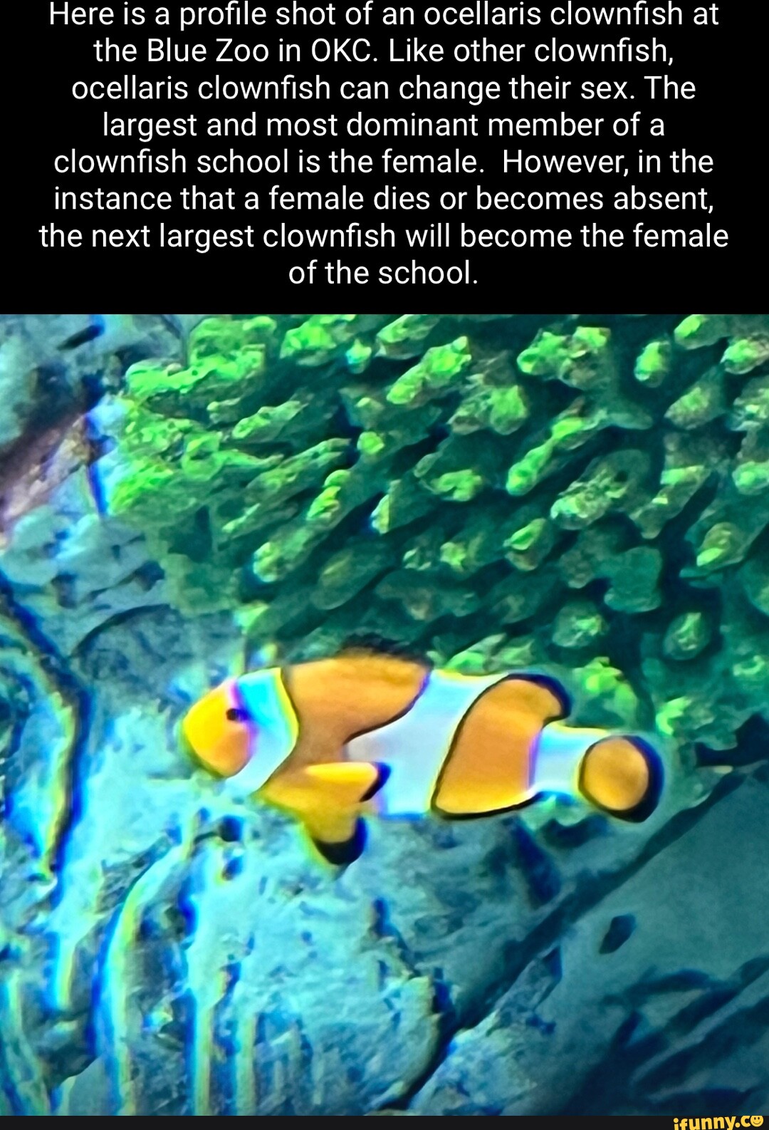 Here is a profile shot of an ocellaris clownfish at the Blue Zoo in OKC ...