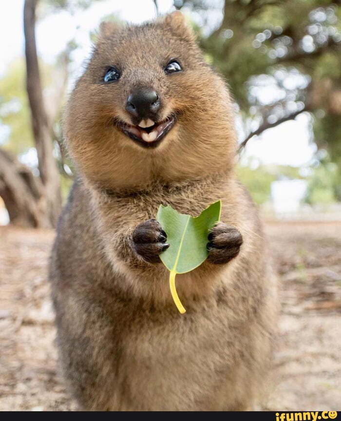 Macropods memes. Best Collection of funny Macropods pictures on iFunny