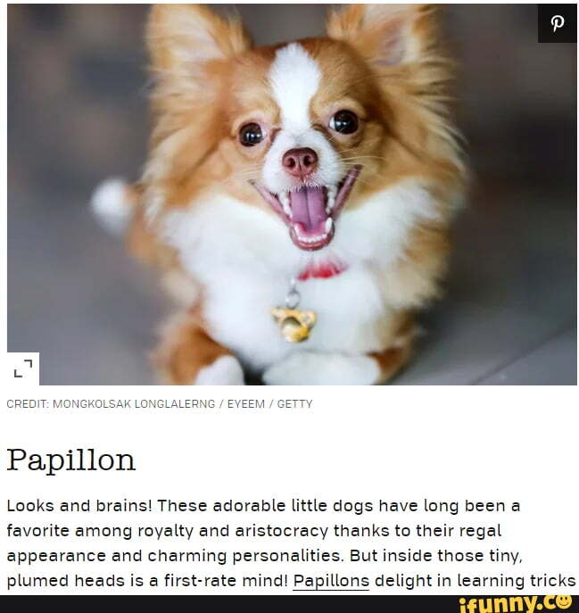 CREDIT: M LONGLALERNG EVEEM / GETTY Papillon Looks and brains! These ...