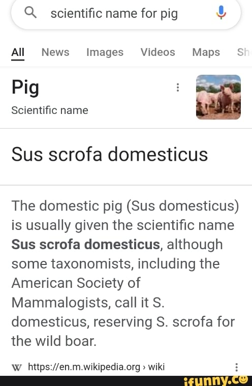 Scrofa memes. Best Collection of funny Scrofa pictures on iFunny