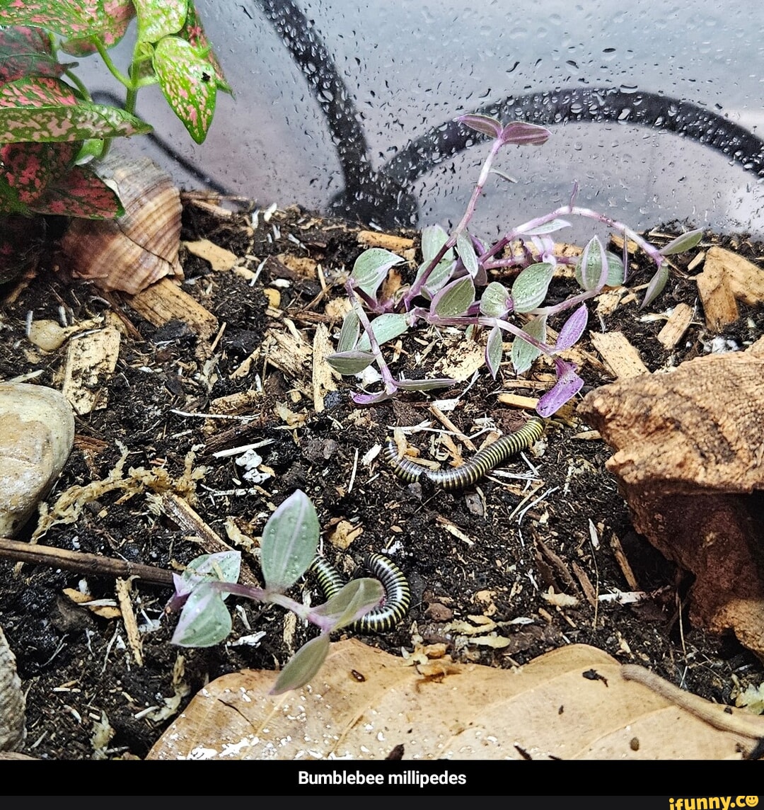 Millipedes memes. Best Collection of funny Millipedes pictures on iFunny