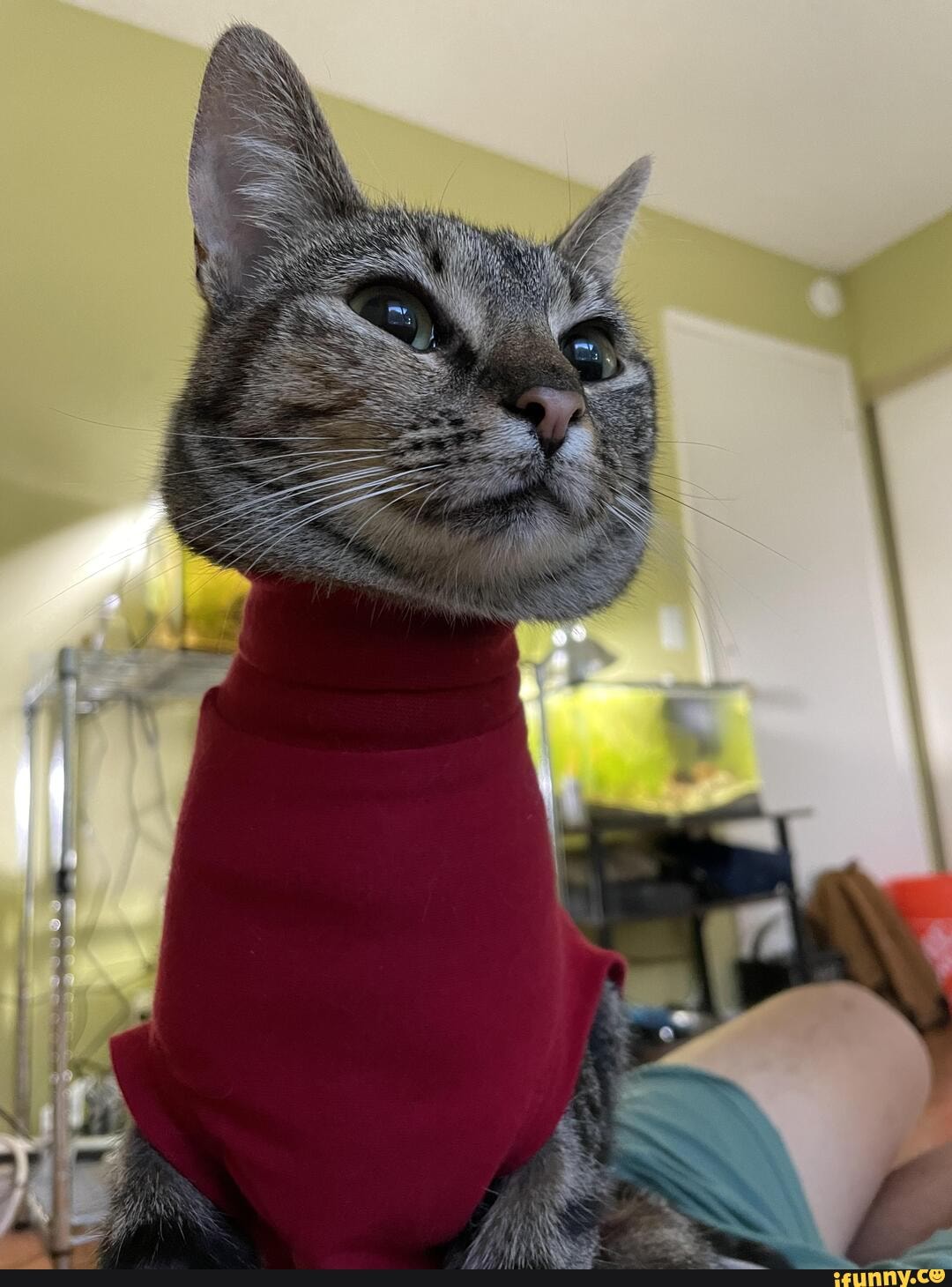 Straightjacket memes. Best Collection of funny Straightjacket pictures ...