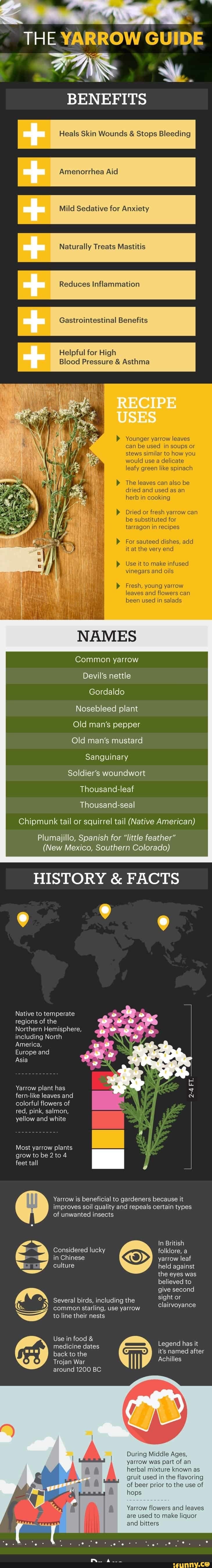 THE YARROW GUIDE BENEFITS Heals Skin Wounds & Stops Bleeding Amenorrhea ...