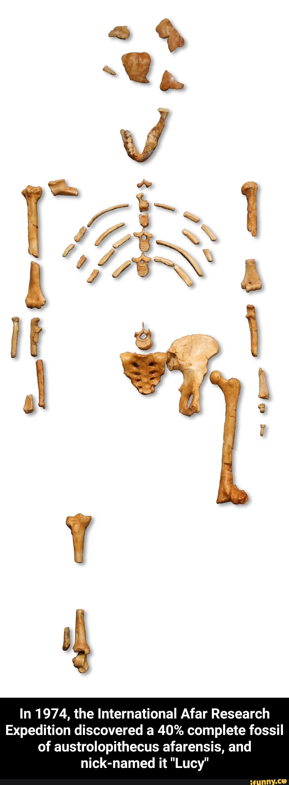 Austrolopithecus memes. Best Collection of funny Austrolopithecus ...