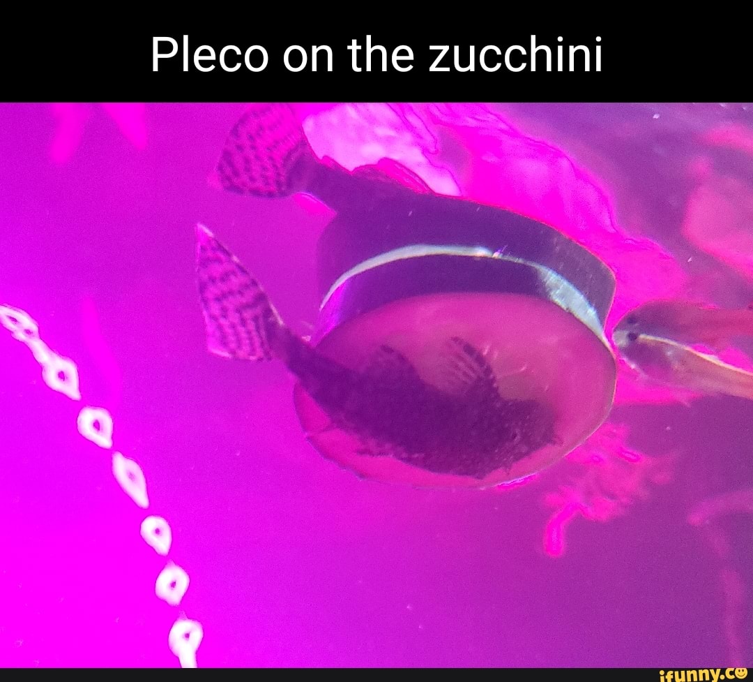 Pleco memes. Best Collection of funny Pleco pictures on iFunny