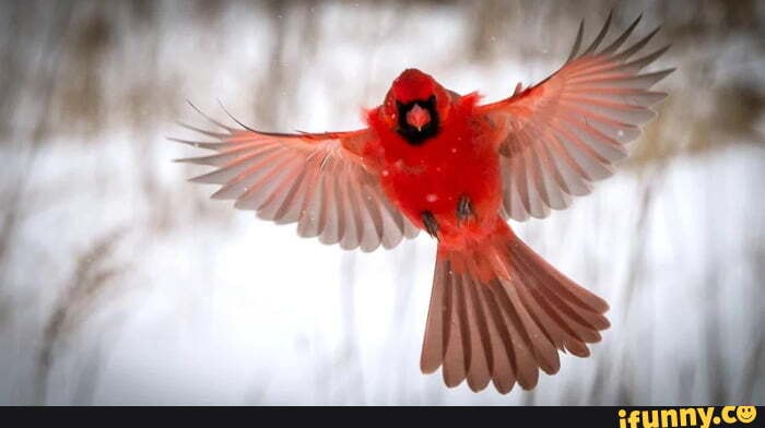Northern_cardinal memes. Best Collection of funny Northern_cardinal ...