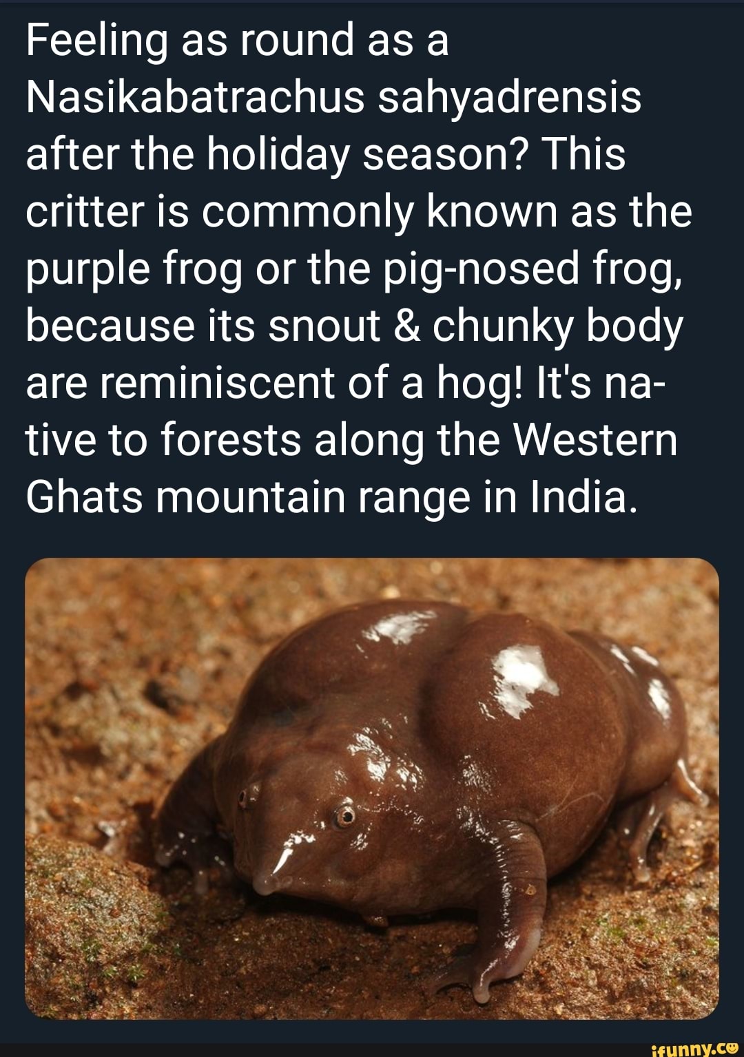 Feeling as round as a Nasikabatrachus sahyadrensis after the holiday ...
