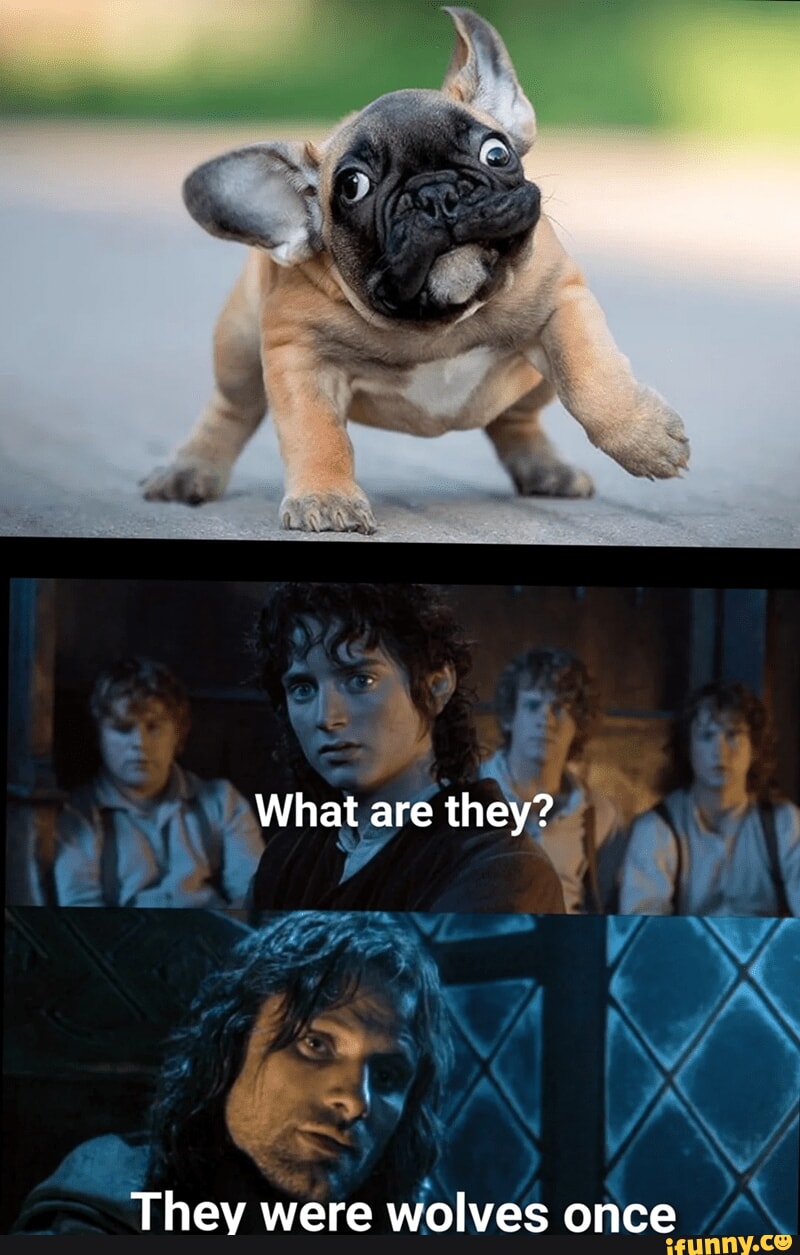 Derp Wolf Memes