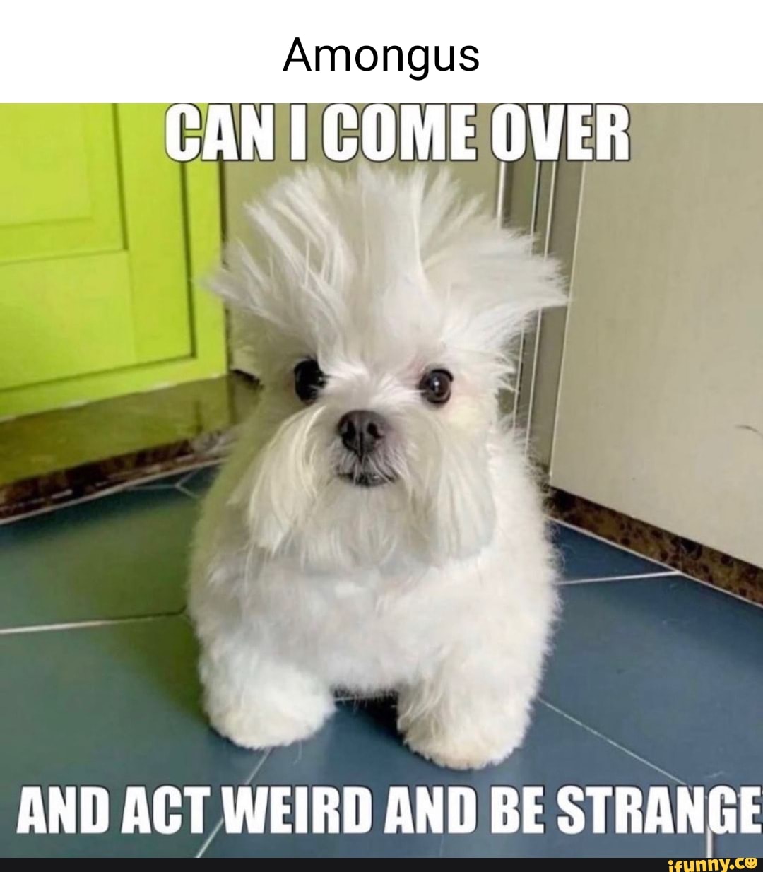 Amongus CAN COME OVER AND ACT WEIRD AND BE STRANGE - iFunny