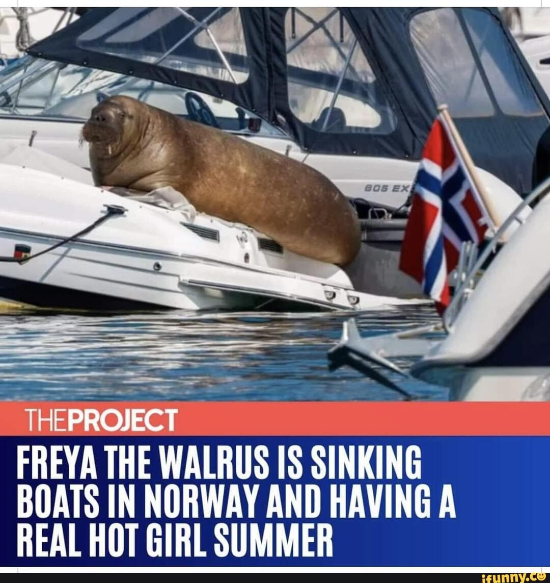 PROJECT FREYA THE WALRUS IS SINKING BOATS IN NORWAY AND HAVING A REAL HOT GIRL SUMMER - iFunny
