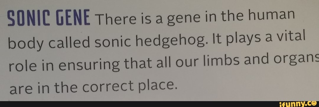SONIC GENE There is a gene in the human body called sonic hedgehog. It ...