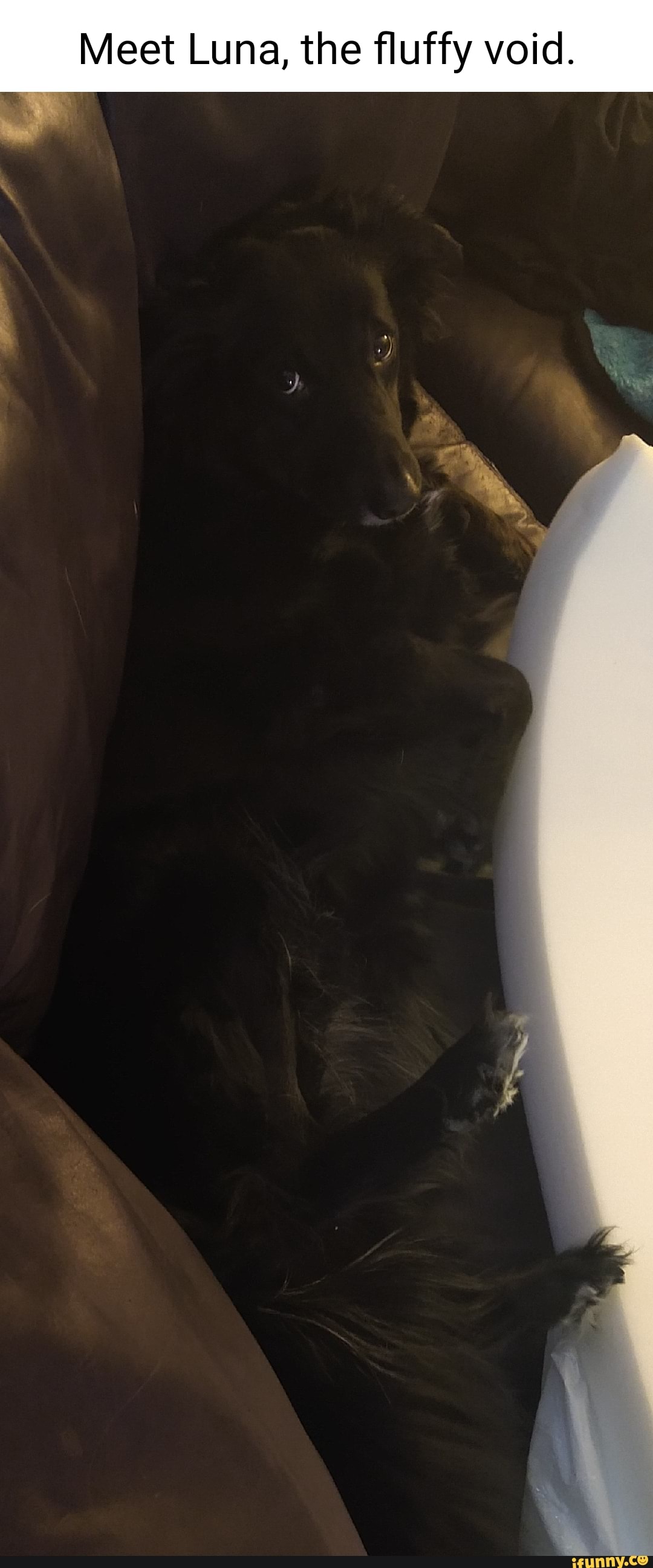 Meet Luna, the fluffy void. - iFunny