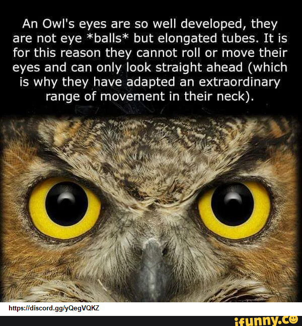 An Owl's eyes are so well developed, they are not eye *balls* but ...