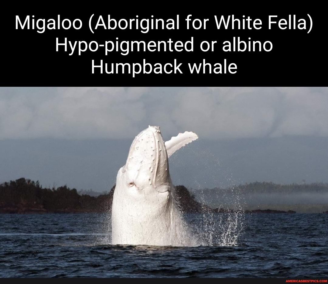 Migaloo (Aboriginal for White Fella) Hypo-pigmented or albino Humpback ...