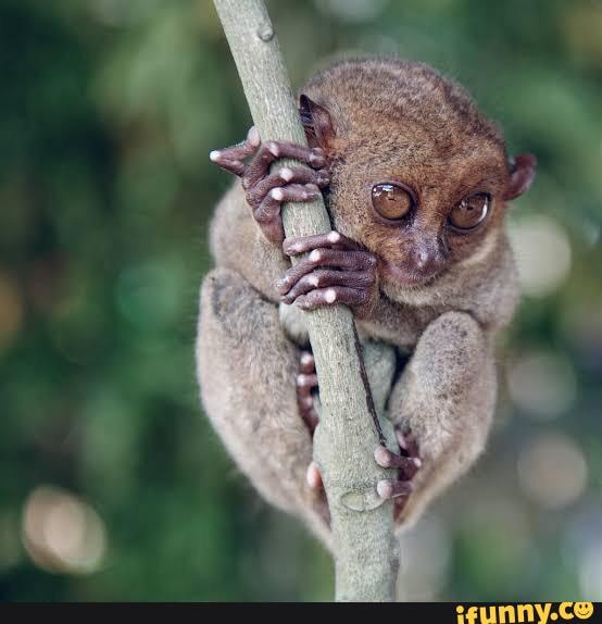 Tarsier memes. Best Collection of funny Tarsier pictures on iFunny