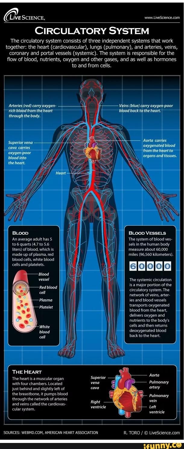 (Live SCIENCE, CIRCULATORY SYSTEM The circulatory system consists of ...