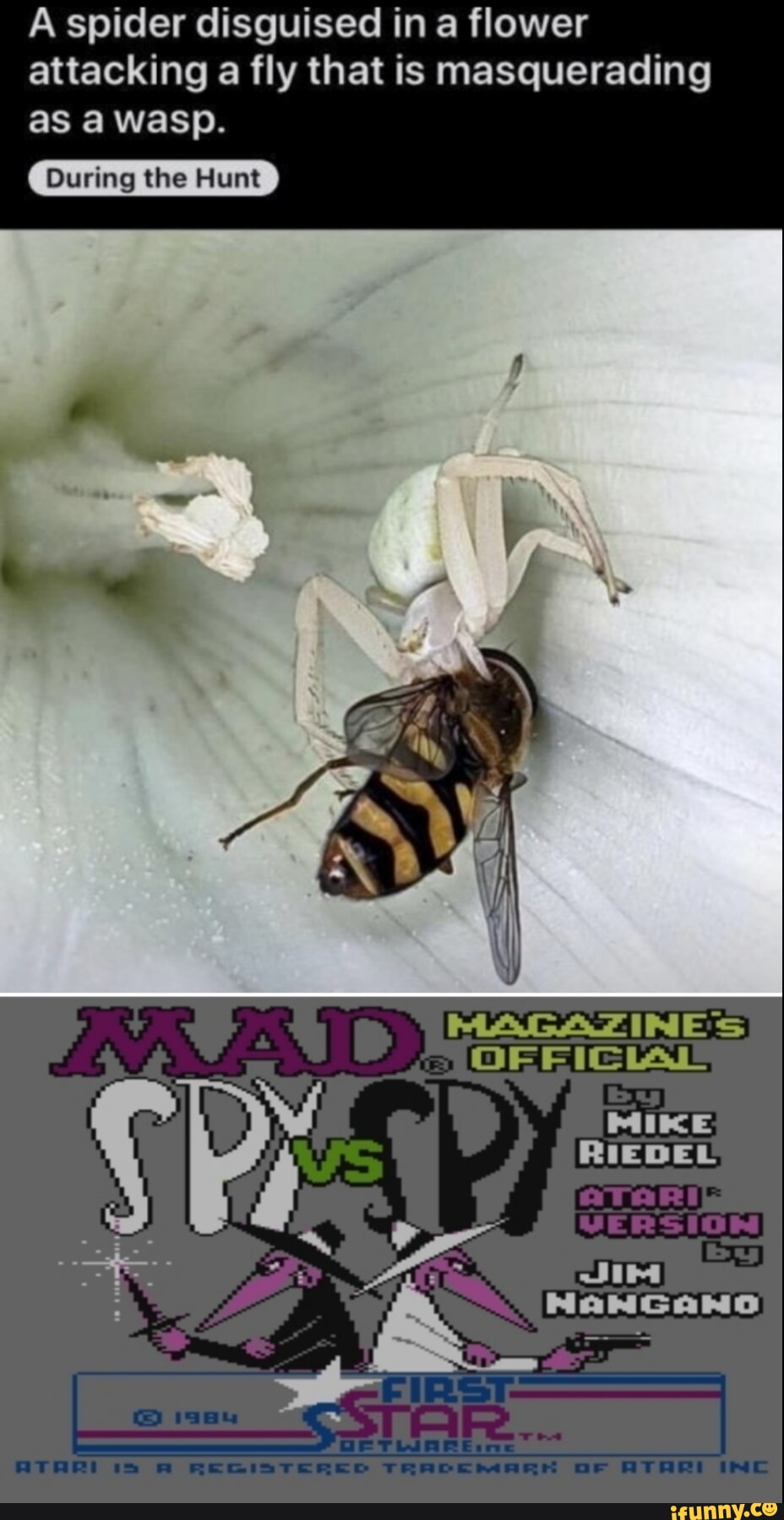 A spider disguised in a flower attacking a fly that is masquerading as ...