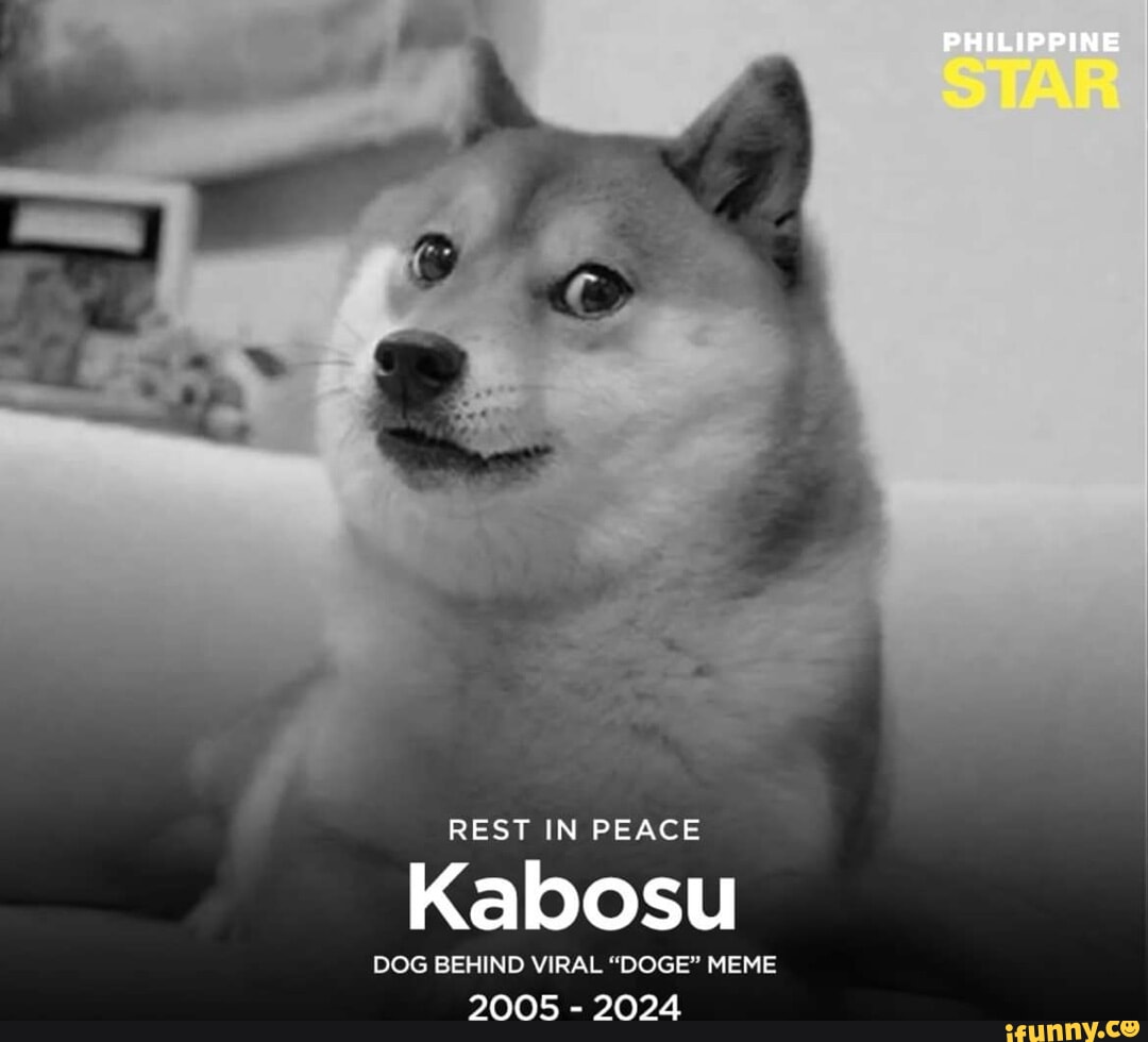 PHiLIPPINE REST IN PEACE Kabosu DOG BEHIND VIRAL "DOGE" MEME - iFunny