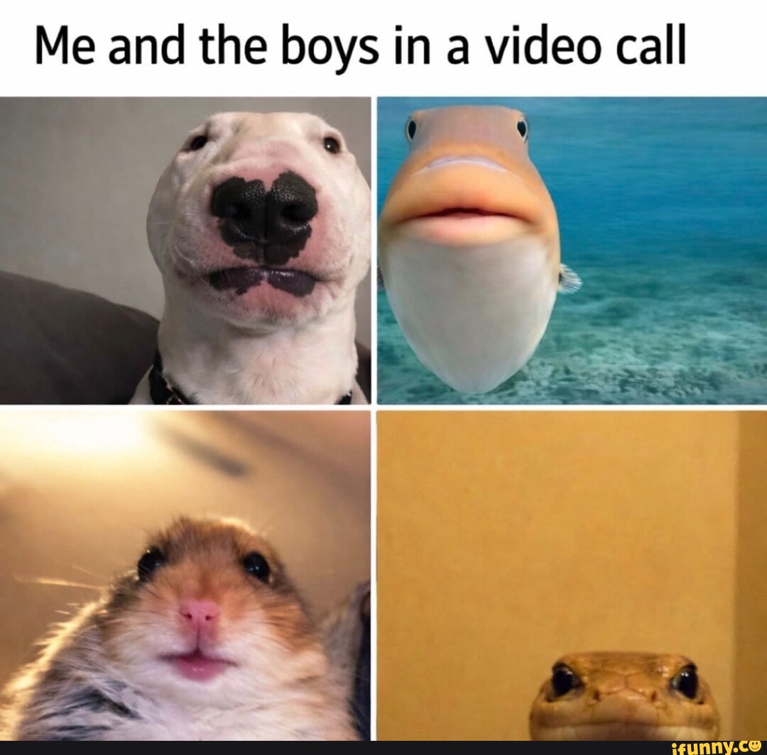 iFunny - the best memes, video, gifs and funny pics in one place