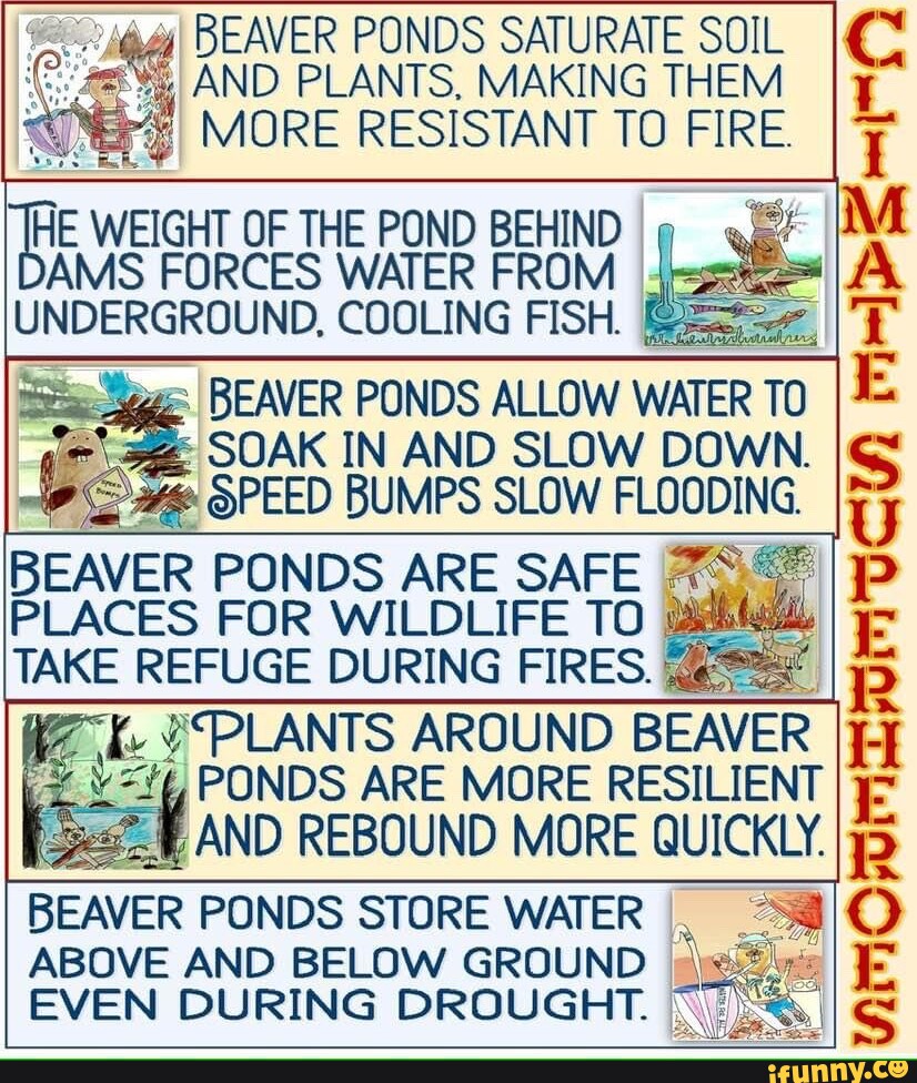 Ponds memes. Best Collection of funny Ponds pictures on iFunny