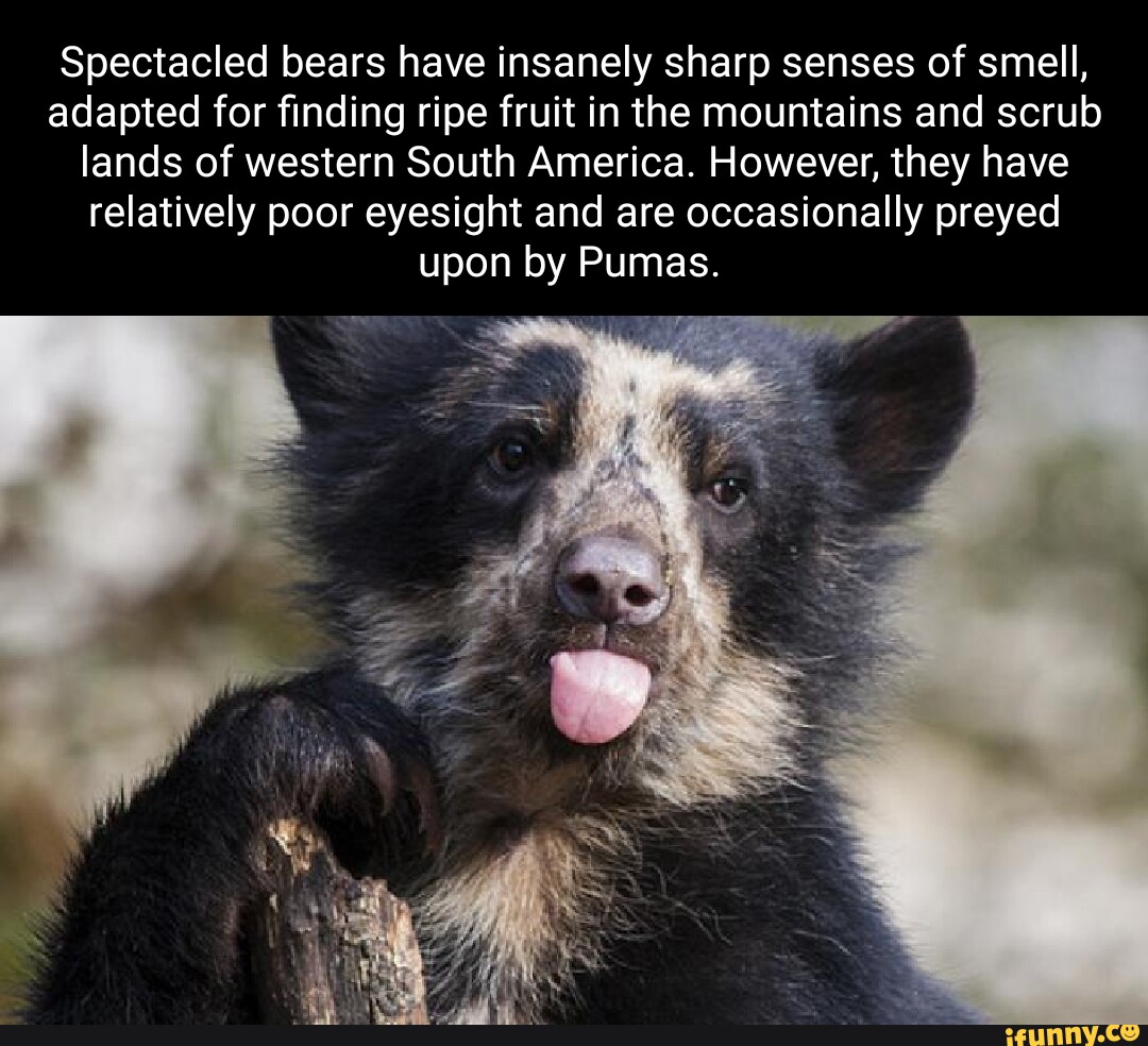 Spectacled bears have insanely sharp senses of smell, adapted for ...