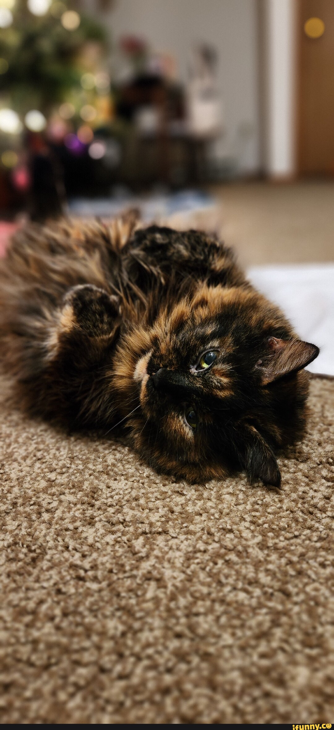 Tortoiseshell memes. Best Collection of funny Tortoiseshell pictures on ...