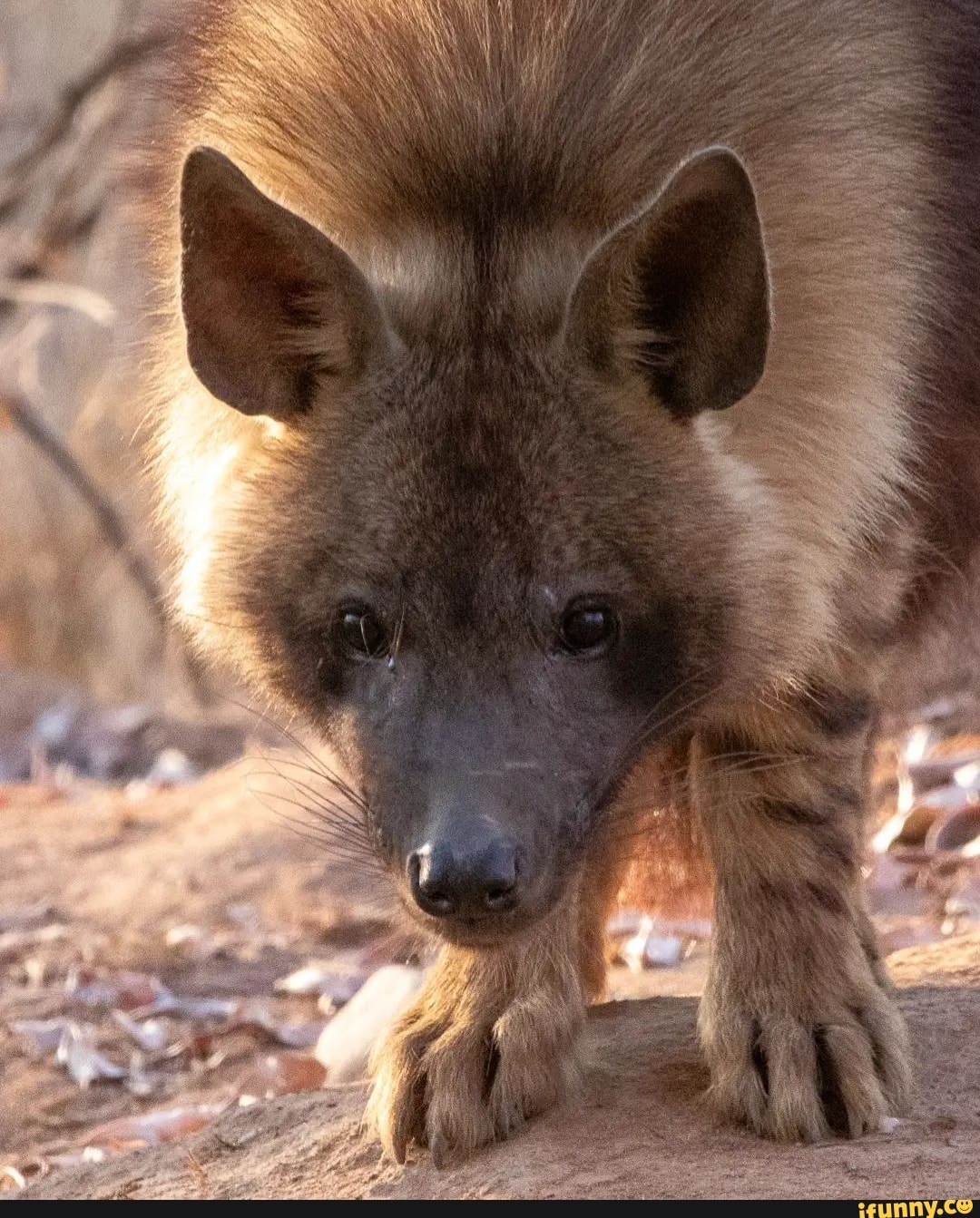 Hyenatime memes. Best Collection of funny Hyenatime pictures on iFunny