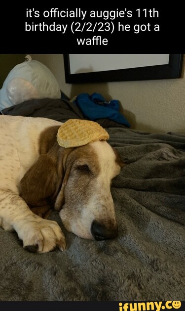 It's officially auggie's 11th birthday he got waffle - iFunny