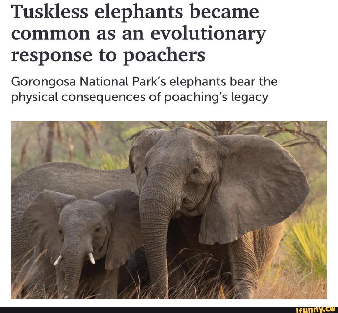 Poachings memes. Best Collection of funny Poachings pictures on iFunny