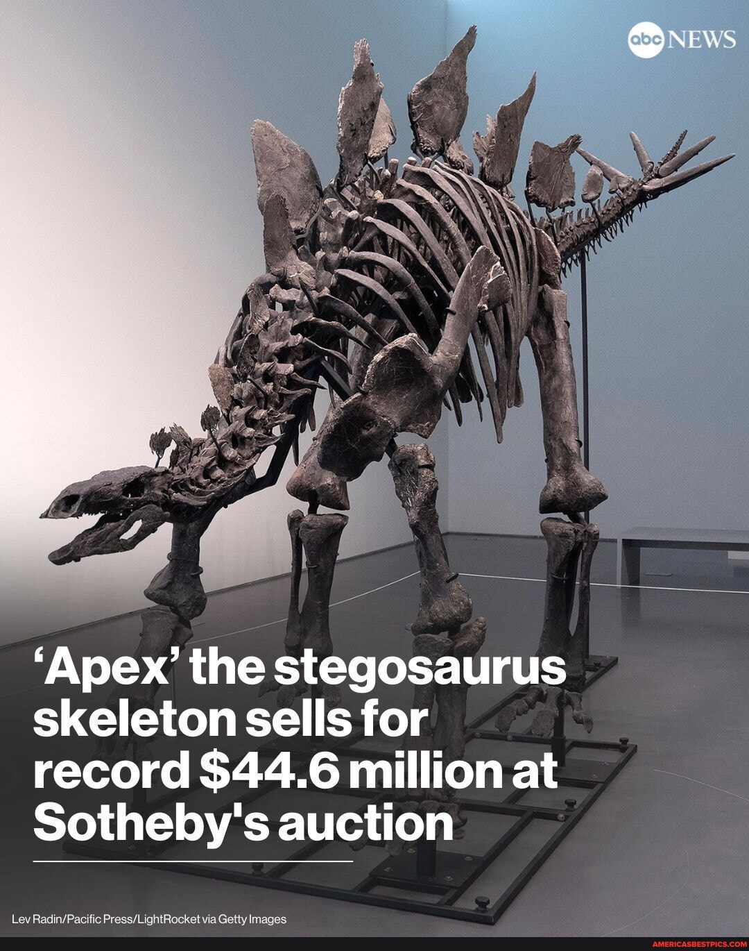 A nearly complete stegosaurus skeleton nicknamed "Apex" sold at a ...