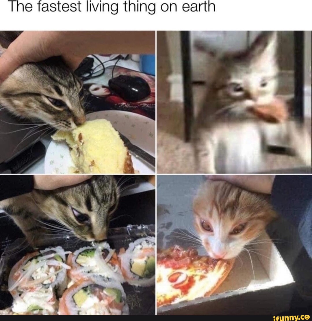 The fastest living thing on earth - iFunny