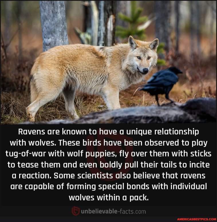 Ravens are known to have unique relationship with wolves. These birds ...