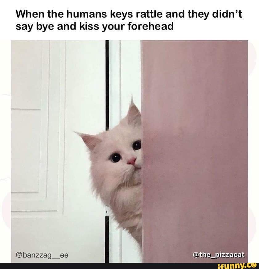 When the humans keys rattle and they didn't say bye and kiss your ...