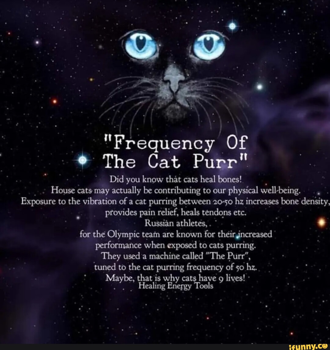 Of The Cat Purr" Did you know that cats heal bones! _ House cats may ...