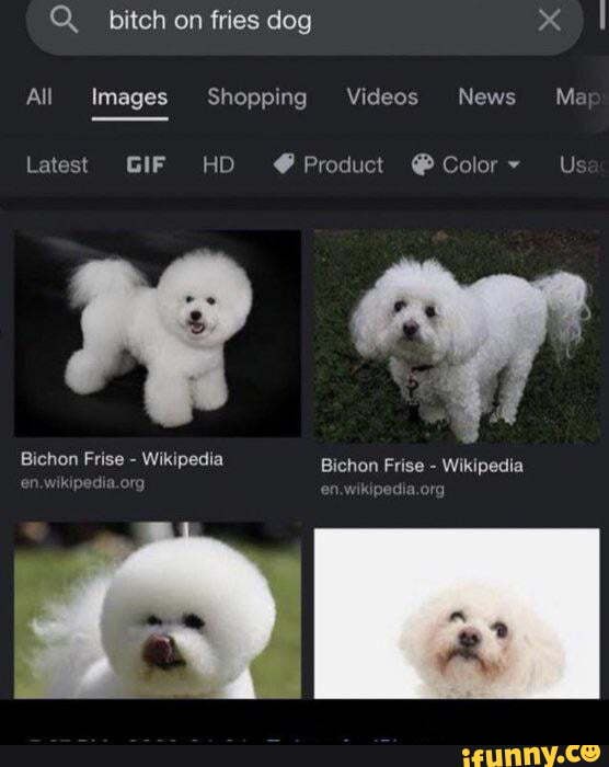 Bichon memes. Best Collection of funny Bichon pictures on iFunny