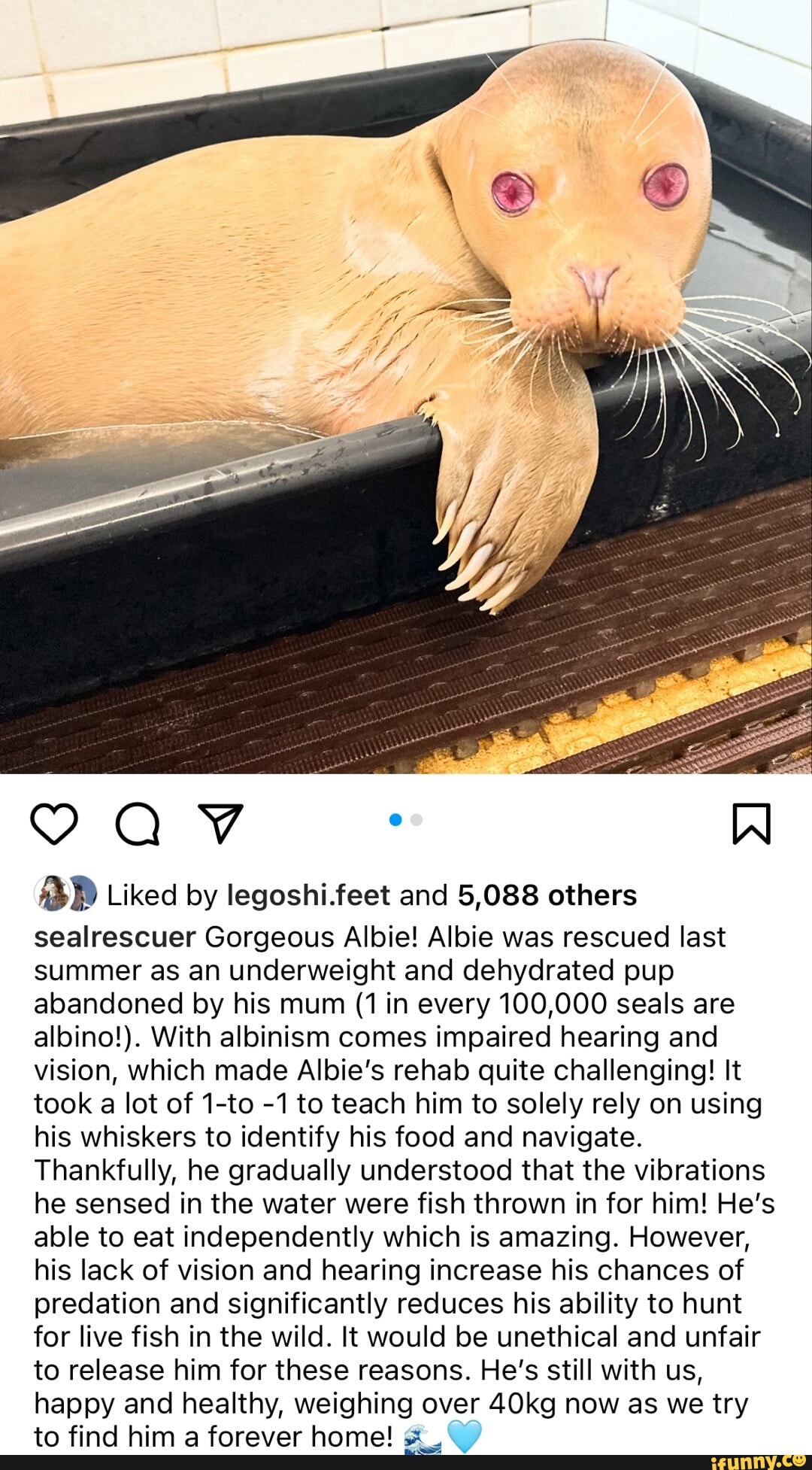 Seals memes. Best Collection of funny Seals pictures on iFunny