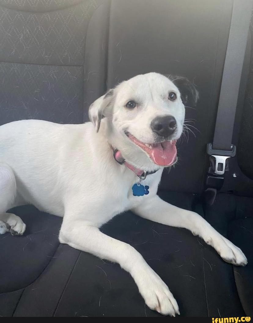 Confession_bear memes. Best Collection of funny Confession_bear ...