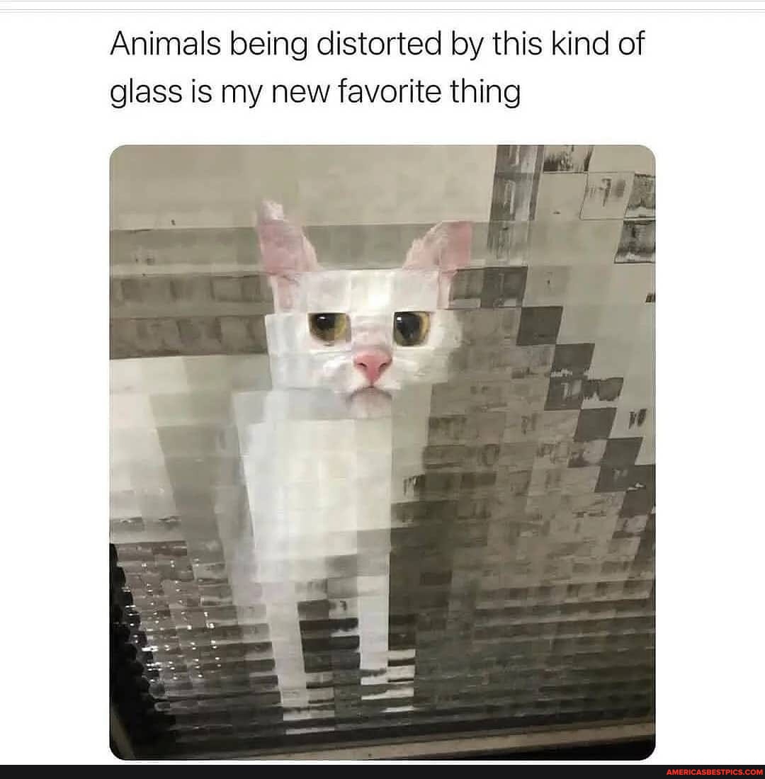 @petovers has the best animal memes on Instagram - Animals being ...