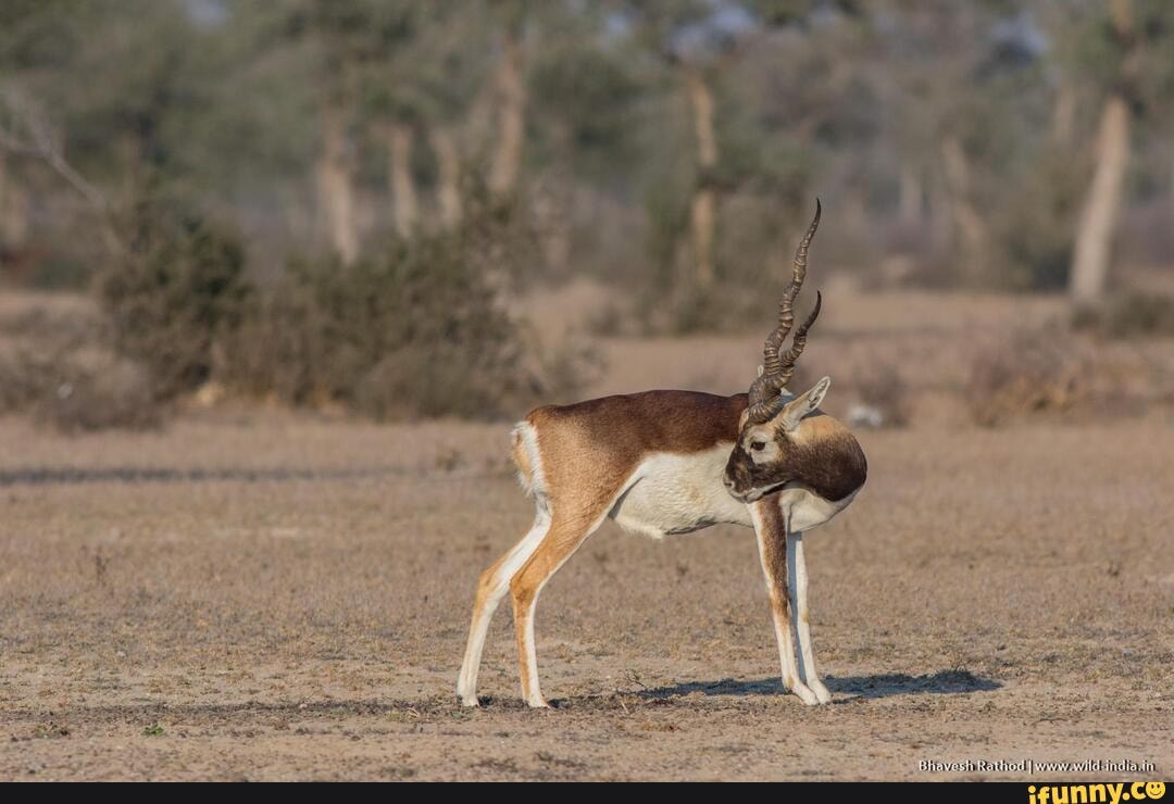 Blackbuck memes. Best Collection of funny Blackbuck pictures on iFunny