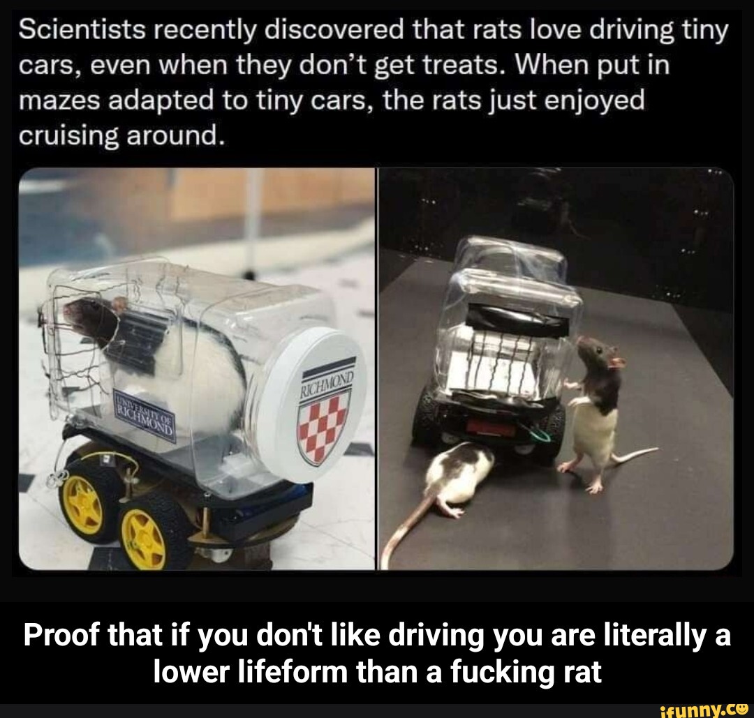 Scientists recently discovered that rats love driving tiny cars, even ...