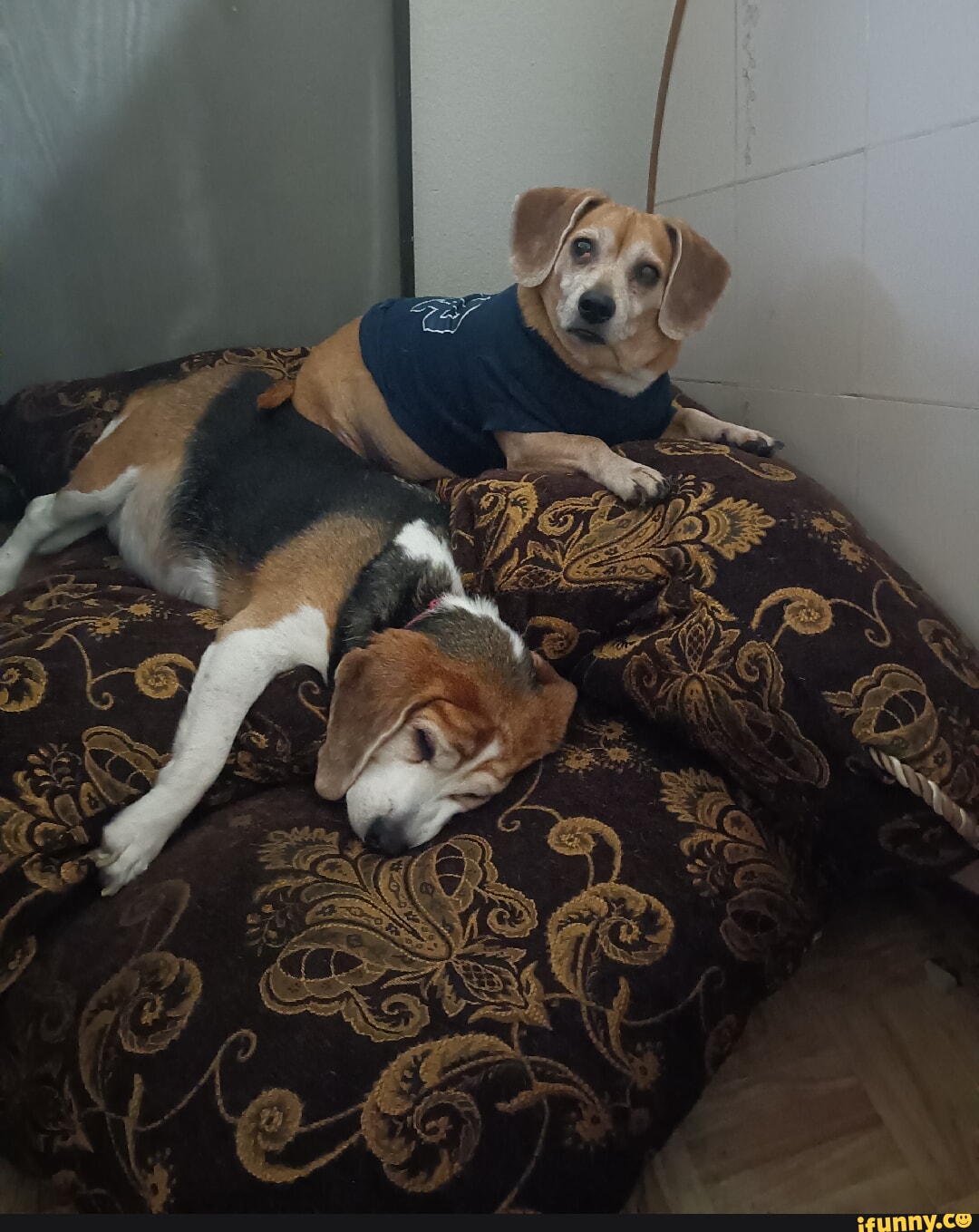 Beagle memes. Best Collection of funny Beagle pictures on iFunny