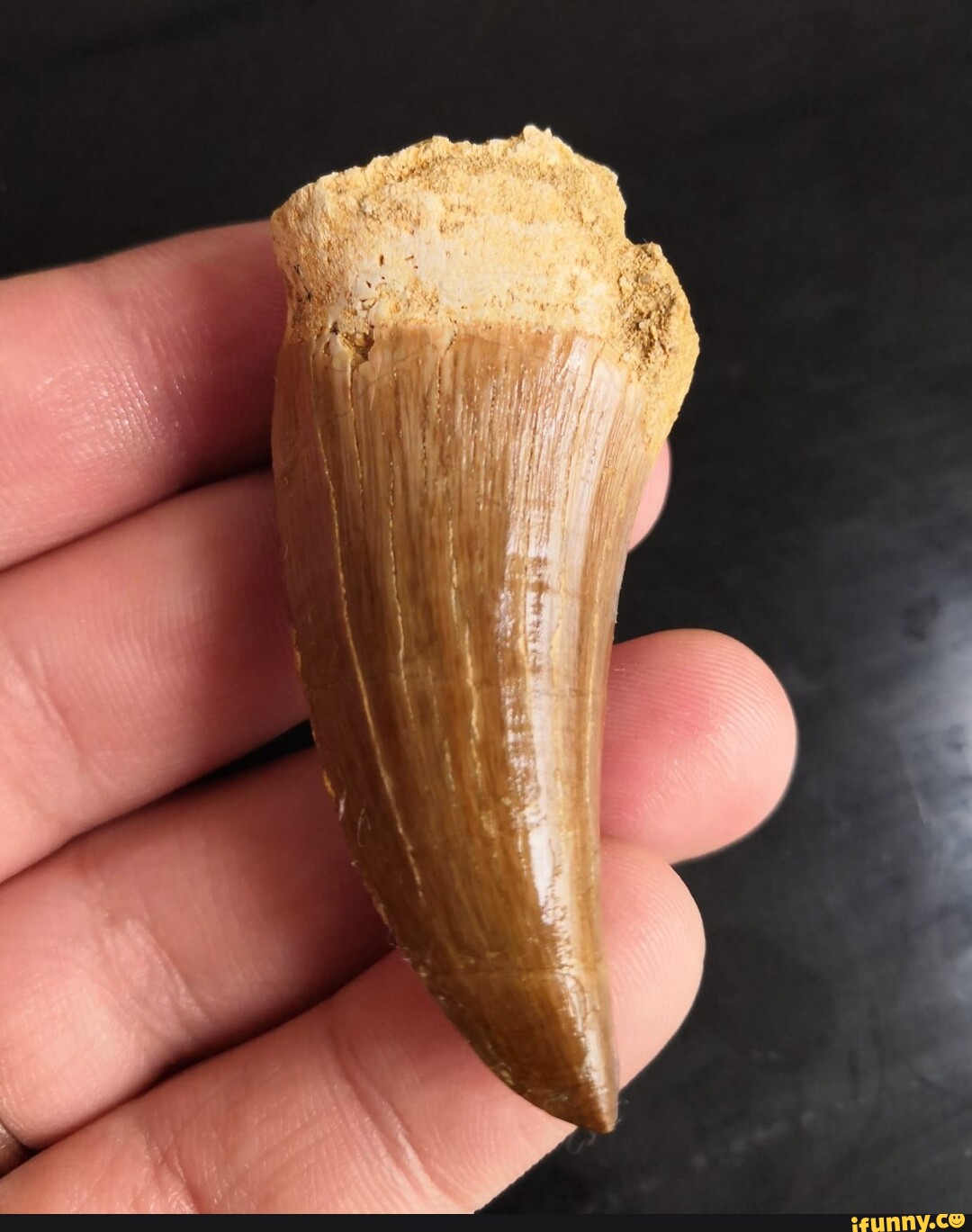 Mosasaurus memes. Best Collection of funny Mosasaurus pictures on iFunny