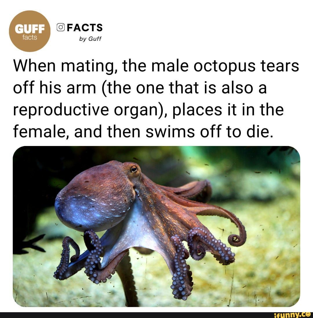 FACTS by Guff When mating, the male octopus tears off his arm (the one ...