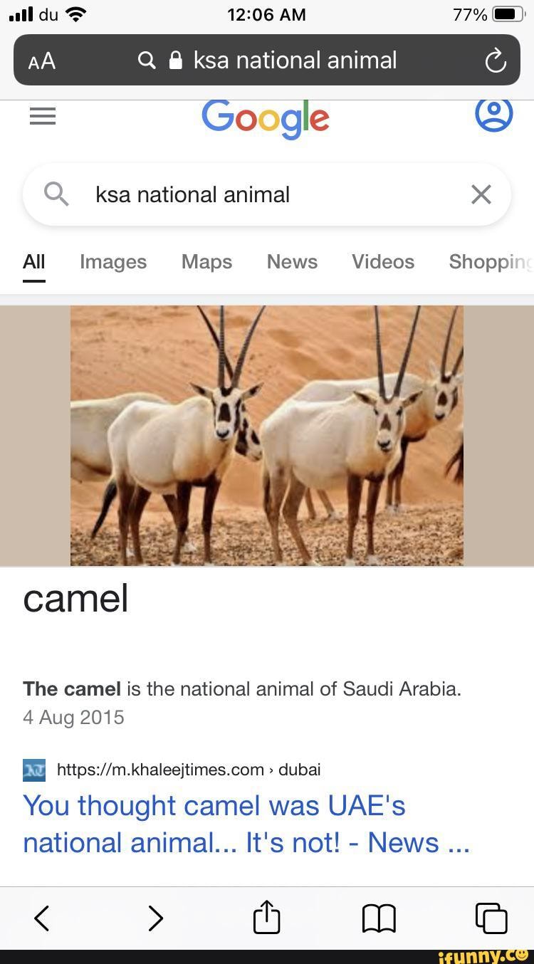 Tl du AM 77%): AA Q f@ ksa national animal = Google @ ksa national ...